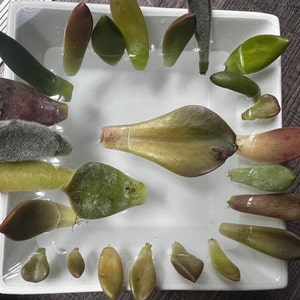 Succulent Leaf Starters Propagation - Etsy