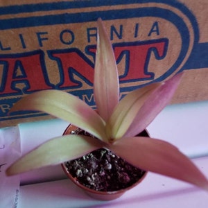 Rhoeo 'sitara's Gold' tradescantia Spathacea - Etsy