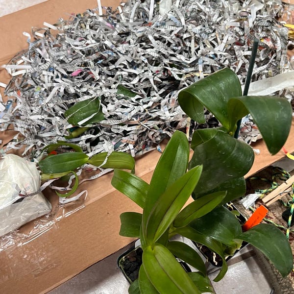 Rlc. Sung Ya Green 'mailman' (2.5” Pot) - Etsy