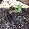 Cascade Harvest Red Raspberry- Very Large Firm Berries, Very Good ...