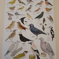 British Garden Birds A4 Identification Chart, Wildlife Card, Bird ...