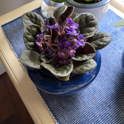 8 Hanging Basket of Needlepoint Ivy/hedera Helix/english Ivy ...