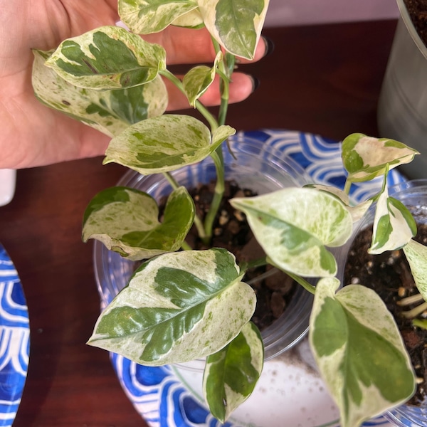 Philodendron Thai Sunrise Rare Cutting, Rooted Plants - Etsy