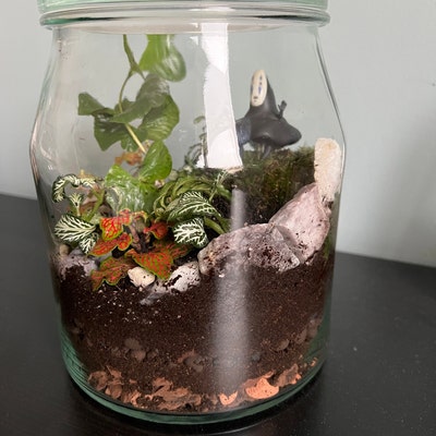 Plant Terrarium Kit Palm 3 Terrarium Plants Closed Terrarium Plants Do ...