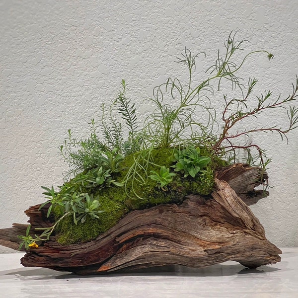 Juniper Deadwood Branch, Bonsai Wood, 23 Long Tree Branch, Twisted Wood ...
