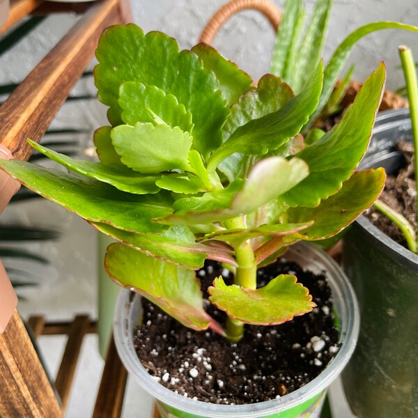 Pink Honeysuckle Bush - Hardy Live Plant - Summer Blossoms - for Any ...
