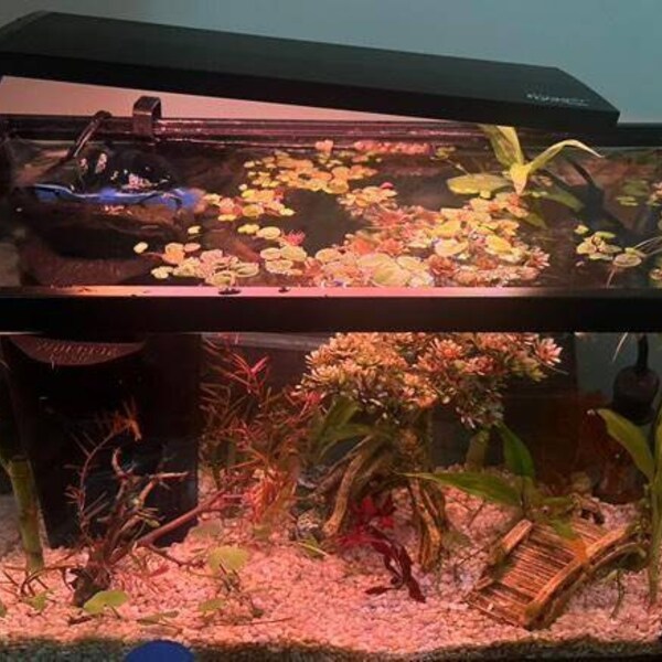 Red Root Floater, Phyllanthus Fluitans, Live Aquarium/floating/pond ...