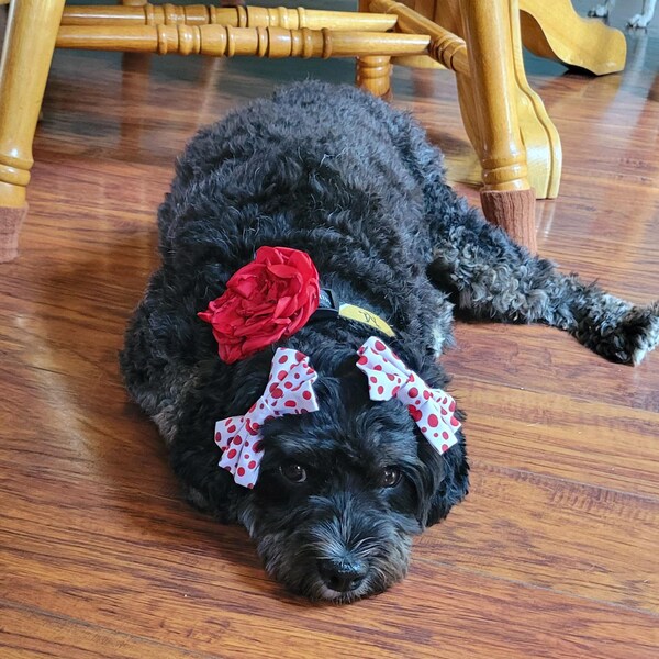Dog Bow Headband, Polka Dot Dog Bows, Dog Hair Bows, Bows for Dogs ...