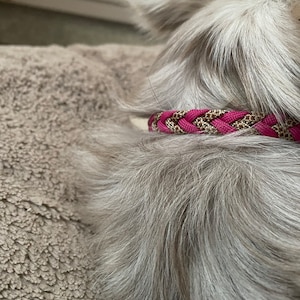 Collar PINA Leather Collar for Dogs With Paracord Braiding - Etsy