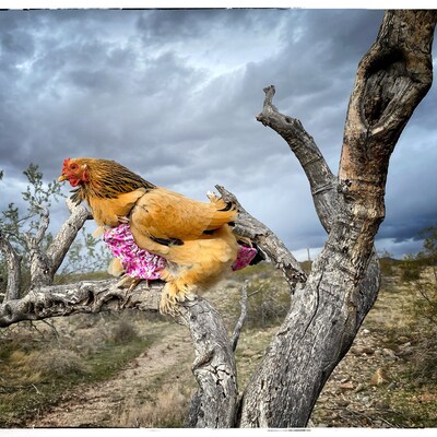 Chicken Diapers Large Perfect Chicken Diaper for Large Hens or Medium ...