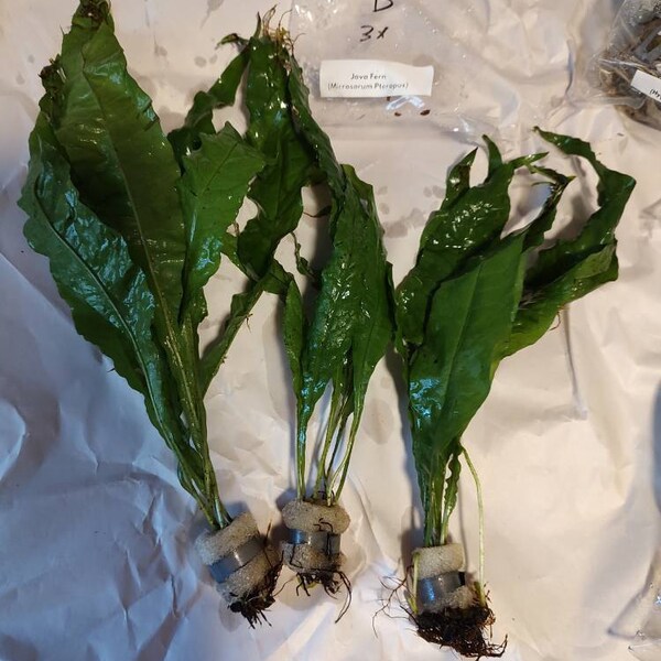 B2g1free Potted Crypt Wendtii Red, Slow Growing Low Tech Live ...