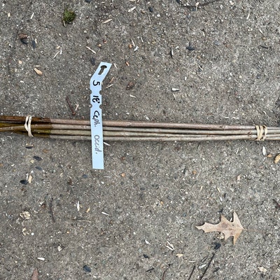 Carex Lurida Shallow Sedge Bareroot Wetland Restoration Live Plant ...