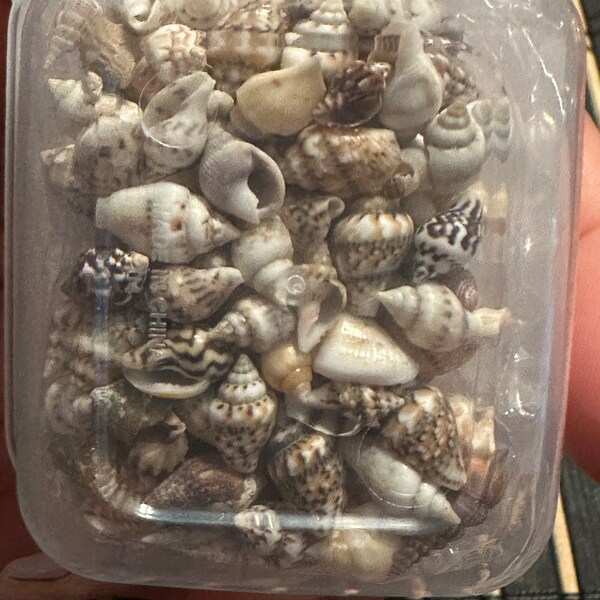 Seashells 100 Pk Miniature Conch Shells for Zen Garden, Terrarium or ...