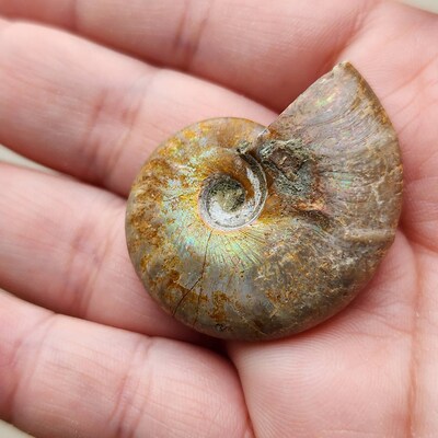 Opalized Ammonite / Fire Ammonite / Ammonite Specimen / Polished ...