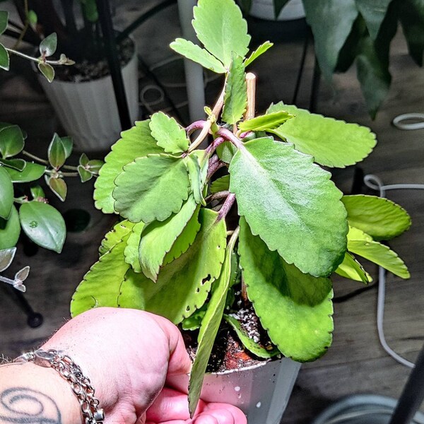 Leaf of Life - Bryophyllum Pinnatum - Kalanchoe Pinnata - Plant LEAVES ...