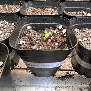 Peruvian Pepper Tree Seeds schinus Molle 10seeds - Etsy