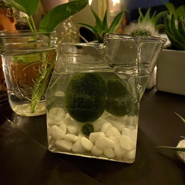 Java Moss Taxiphyllum Barbieri for Planted Tank Live Aquarium ...