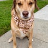 Passover Dog Clothes, Dog's First Passover Matzoh Dog Apparel Outfit ...