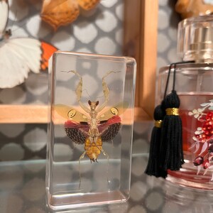 Anubis Jewelry Box Eye of Horus Ancient Egyptian Jackal God - Etsy