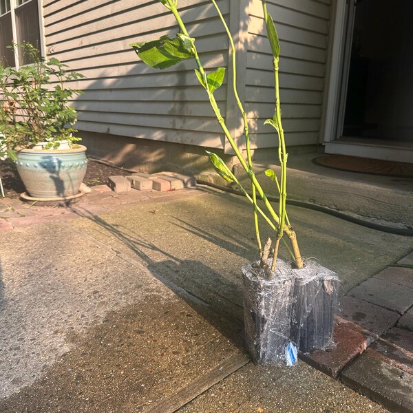 Star Apple Tree Green/purple Caimito Grafted Plant 2 Ft Tall - Etsy