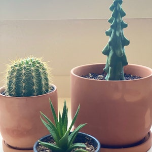 Myrtillocactus Geometrizans Boobie Cactus options of - Etsy