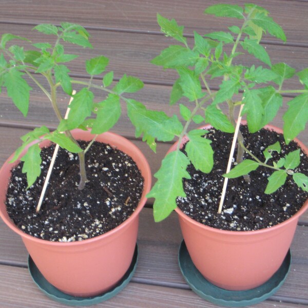 A Bay Leaf Tree Starter in a 3 Pot / 8 10 High - Etsy