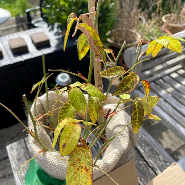 Rose 'fantastic at 60' Happy Birthday Rose Gift Wrapped With Huge Bow ...