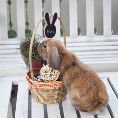 Hay Carrot Rabbit Toy-snack A Bunny Treat and Chew Toy All - Etsy