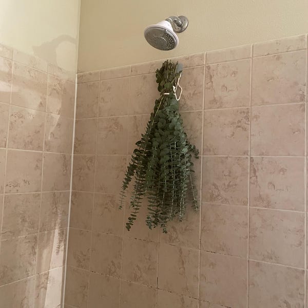 Fresh Eucalyptus Shower Bundle, Eucalyptus Shower Bundle, Indoor ...