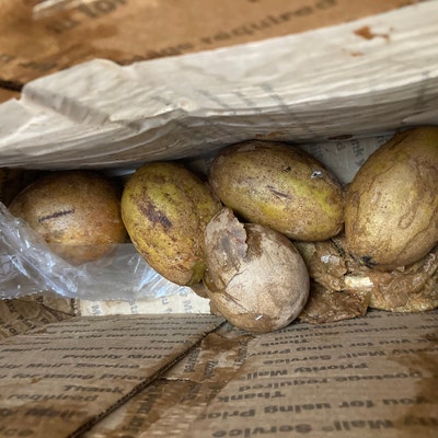 3LBS Fresh Dwarf June Plums Always Freshly Picked 3 Lbs Fresh June ...