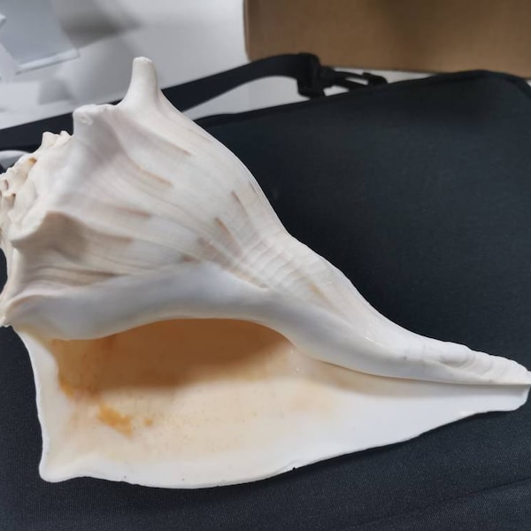 Lightning Whelk Conch Shell 3-13" Seashell -you Choose Size- Sea Shell ...