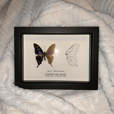 Real Framed Butterfly Curiosity Skeleton Anatomy - Etsy