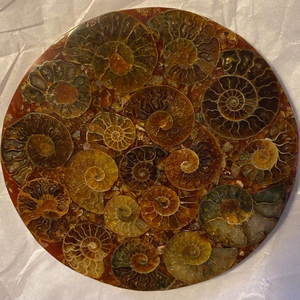 100G+ Natural Ammonite Fossil Shell Plate Disk +free Stand，conch，home ...