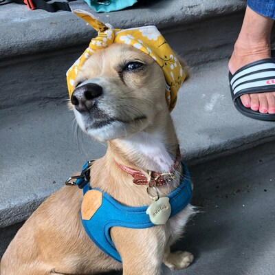 Acorn Pet Tag Handmade Artisan Custom Pet ID Charm Copper - Etsy