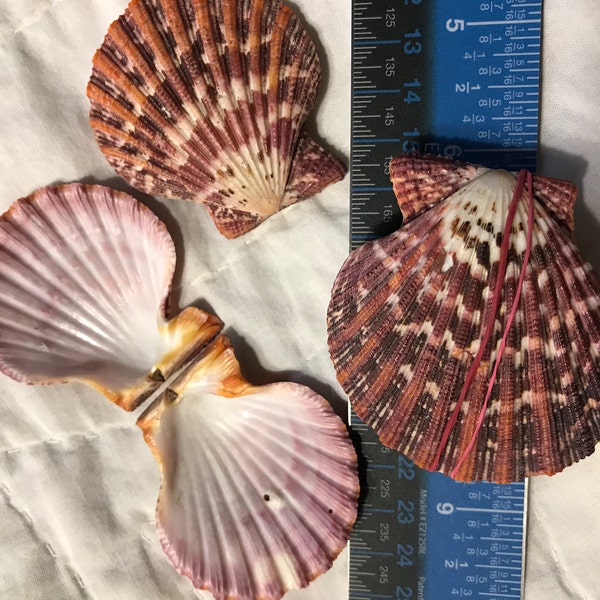 Pecten Pallium Scallop Paired Seashells (top and Bottom Not Glued) ~ 2 ...