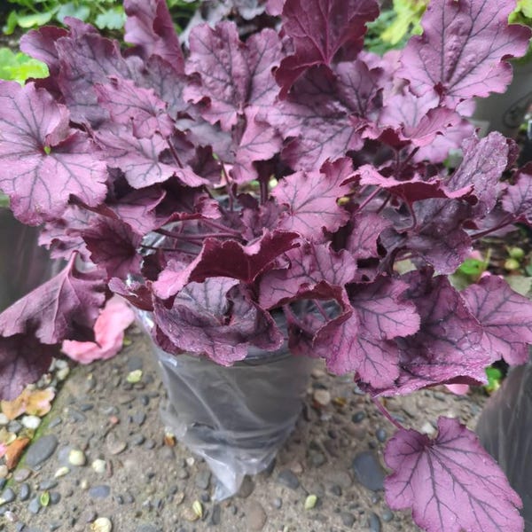 Heuchera 'spellbound' | Coral Bells, Semi-evergreen - Multiple Size ...