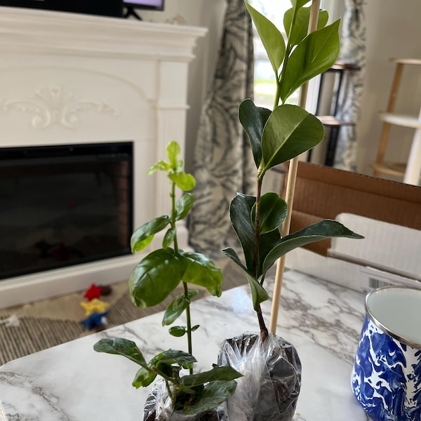 Royal Intenz Magnifica Medinilla Plant~~live Well Rooted Starter Plant ...
