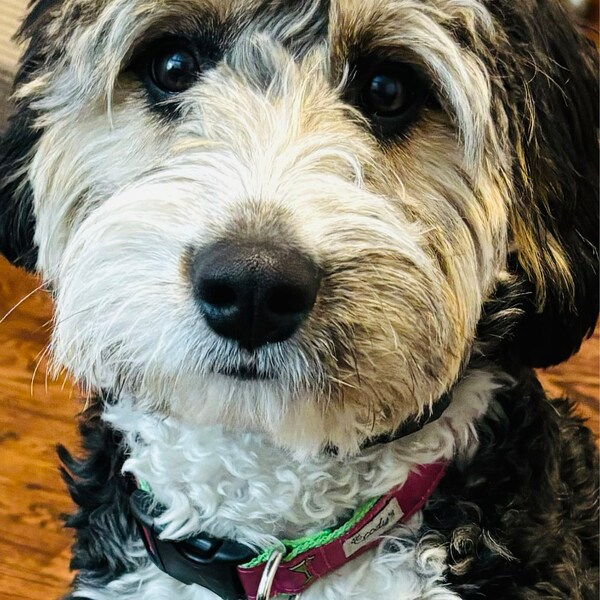 Pet ID Tag - Martini - Etsy