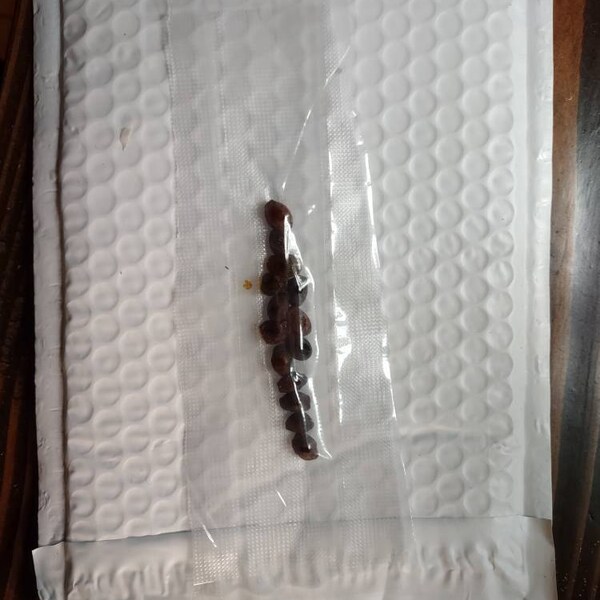 Golden Yellow Goji Berry Plants Wolf Berry Organic Superfood Yellow ...