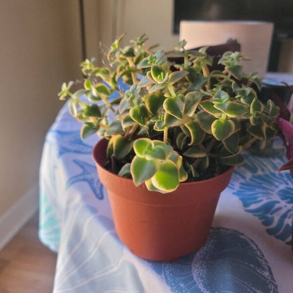 Sedum Dasyphyllum Major Blue Tears Sedum Live Succulent Plants 2 4 6 ...