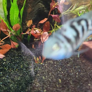 Hydrocotyle Tripartita Mini / Hydrocotyle Tripartita Sp. Japan / Mini ...