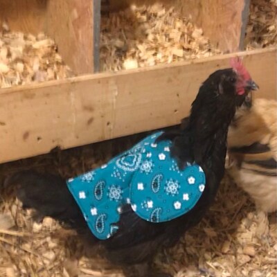 Chicken Saddle Wing Protector Hen Apron Bantam - Etsy