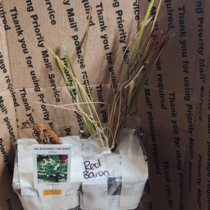 Blushing Bride Tradescantia Houseplants Live Plant in Pot Indoor 2.5 ...