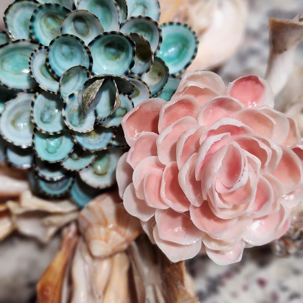 Real Jungle Mud Starfish Orange Brown Amber Color One 1 Pcs 2 to 3 1/2 ...