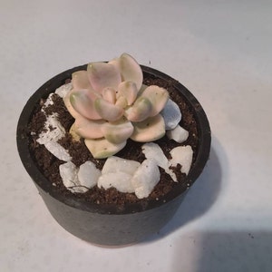 Rare Succulent: Imported Succulent Korean Echeveria Hybrid - Etsy