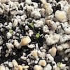 Bulbine Torta, Super Rare Succulent！ - Etsy