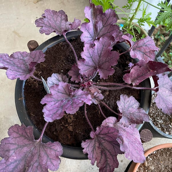 Heuchera 'spellbound' | Coral Bells, Semi-evergreen - Multiple Size ...