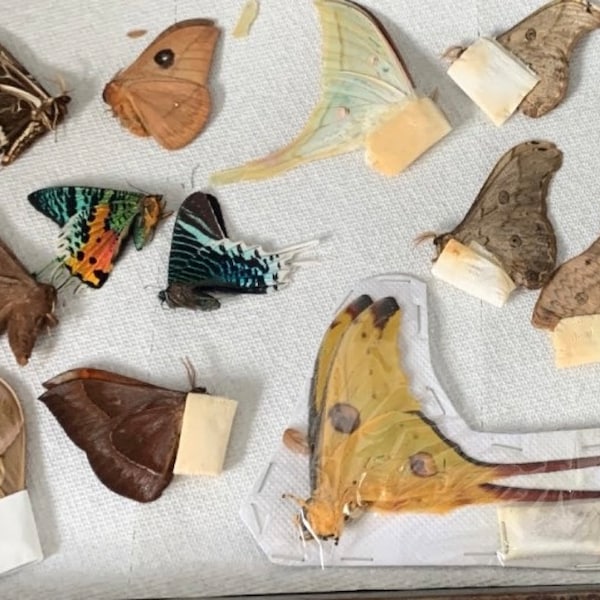 SPECIAL OFFER : A SUPERB Set of Large Moths for the Beginning Collector ...