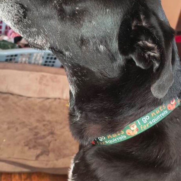 Jigsaw Puzzle Cat Collar - Colorful Autism Awareness Pattern ...