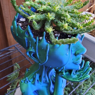 4 Juncus Spiral corkscrew Reed - Etsy